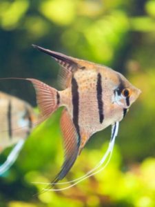 Freshwater Angelfish Care – Expert Care for a Flamboyant Fish ...