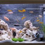 Aquarium Hack - Happy Fish, Happy Aquarist!