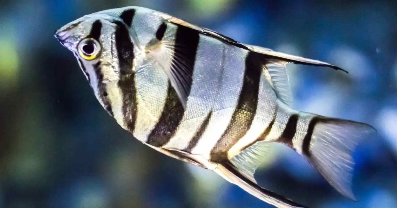 Angelfish Diseases Types, Signs, and Treatment