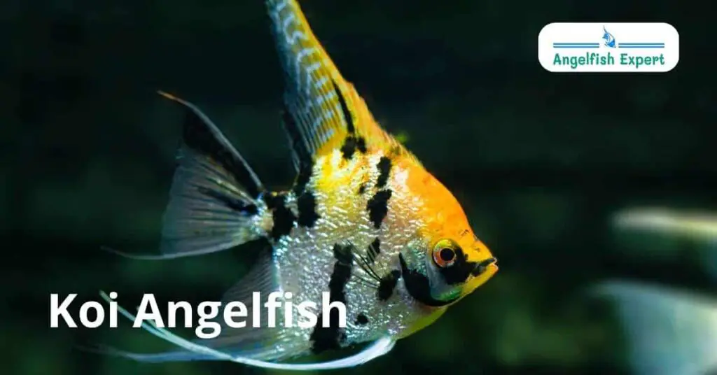 Koi Angelfish - 5 Things Which You Should Know - Aquarium Hack