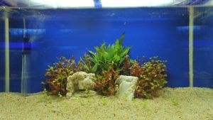 How to Get Rid of Sand Dust in an Aquarium - Aquarium Hack