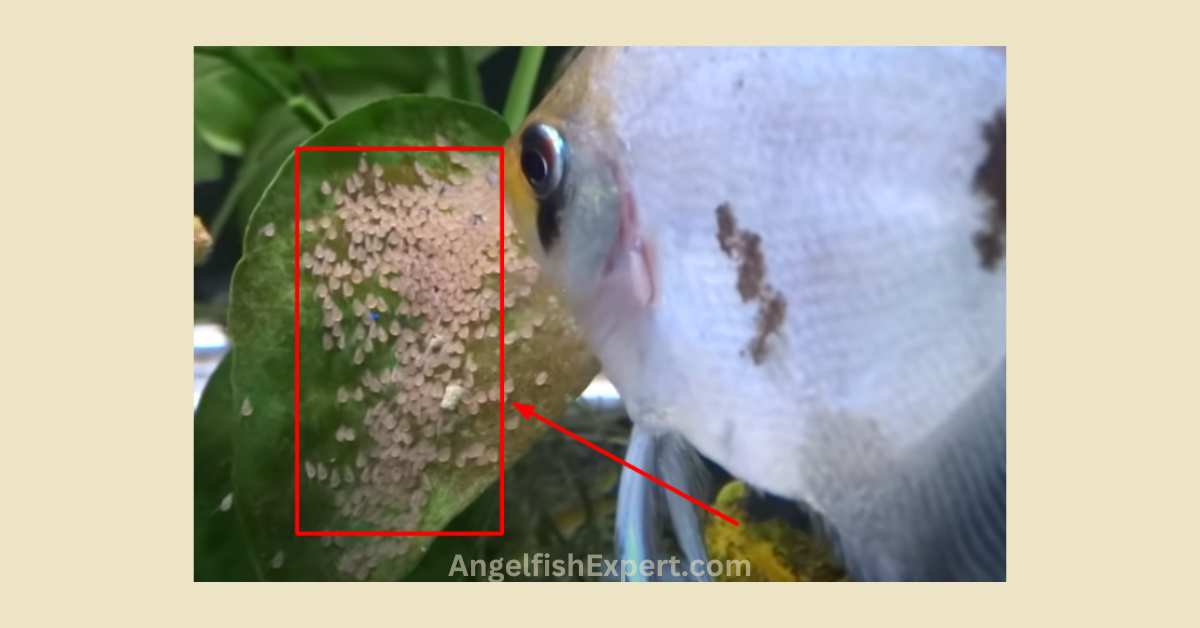 How to Care for Angelfish Eggs and Fry