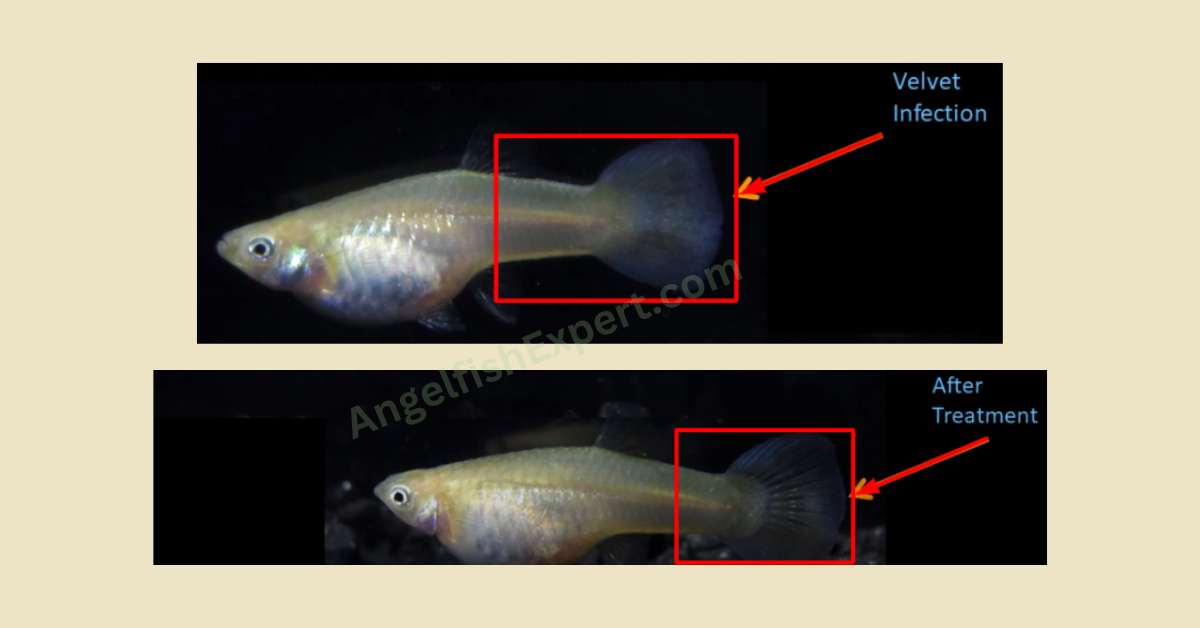 Angelfish Diseases Types, Signs, and Treatment