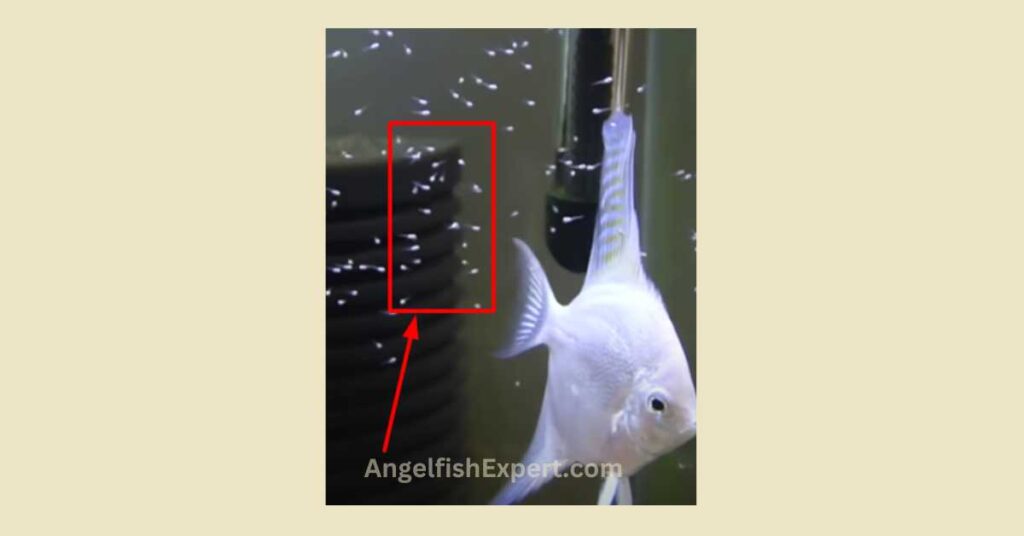 How to Care for Angelfish Eggs and Fry