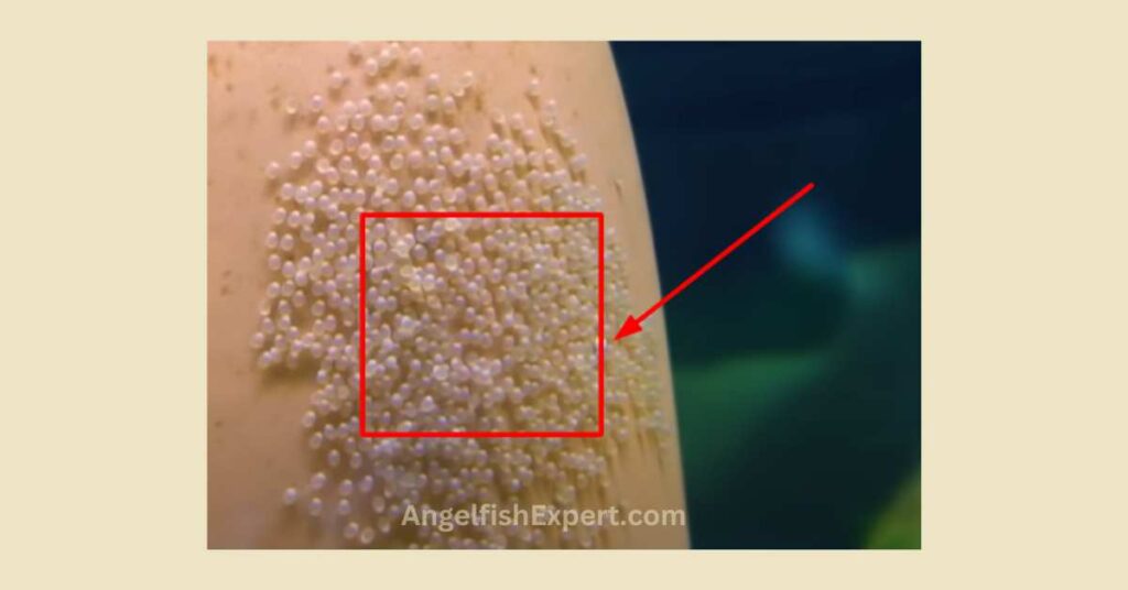 How to Care for Angelfish Eggs and Fry