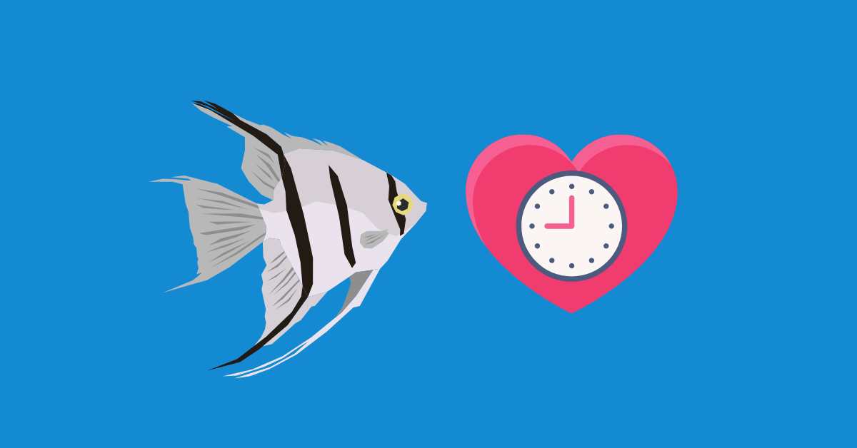 Angelfish Lifespan | How Long Do Angelfish Live?