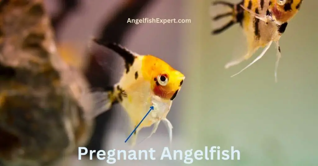 How To Tell If An Angelfish Is Pregnant? (Within 3 Minutes)