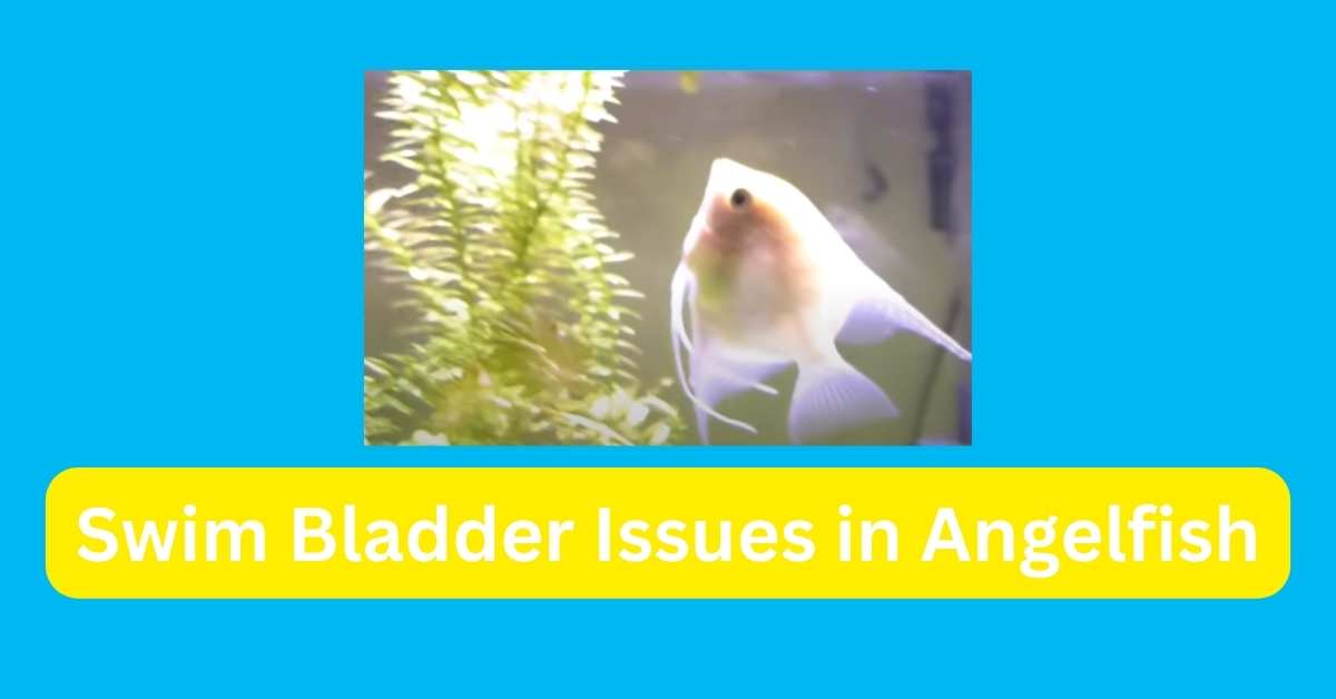Swim Bladder Disease in Angelfish - Aquarium Hack
