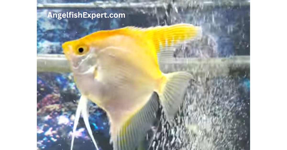 Gold Angelfish for Sale, Reef Safe, Size, Care Guide