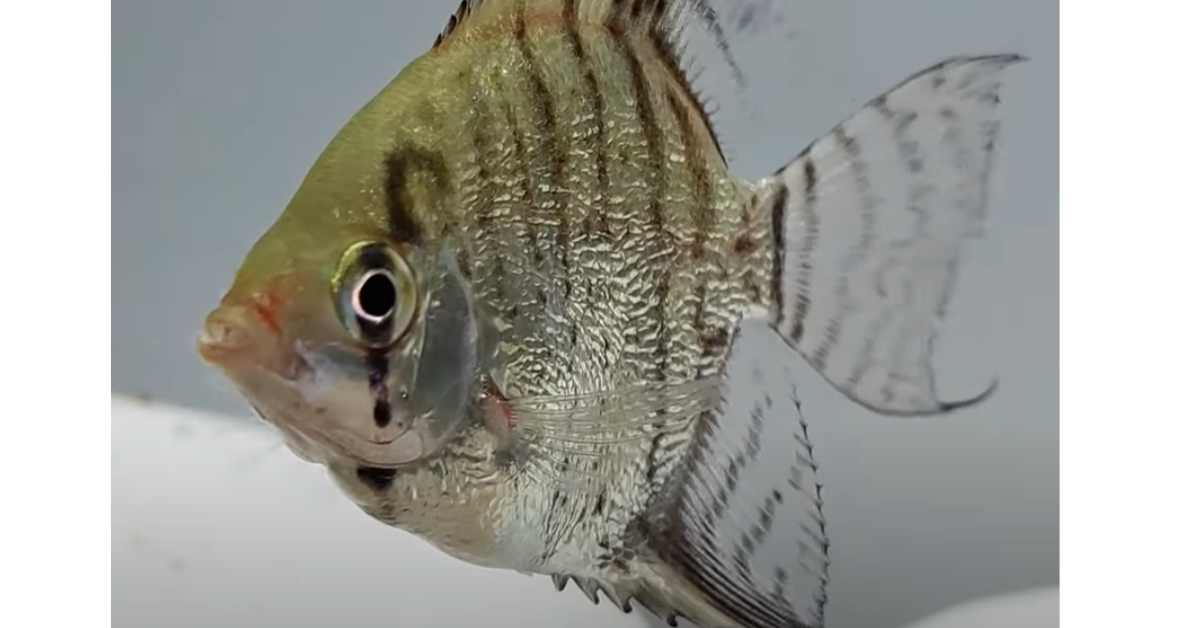 Leopard Angelfish Sale, Size, Male Or Female, Care Guide