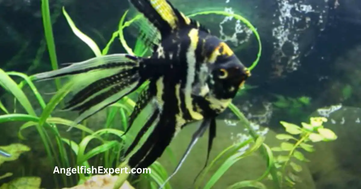 Marble Angelfish | Beginner-Friendly Guide