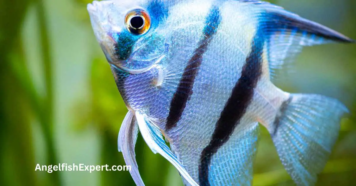 Zebra Angelfish Sale, Size, Male or Female, Care Guide