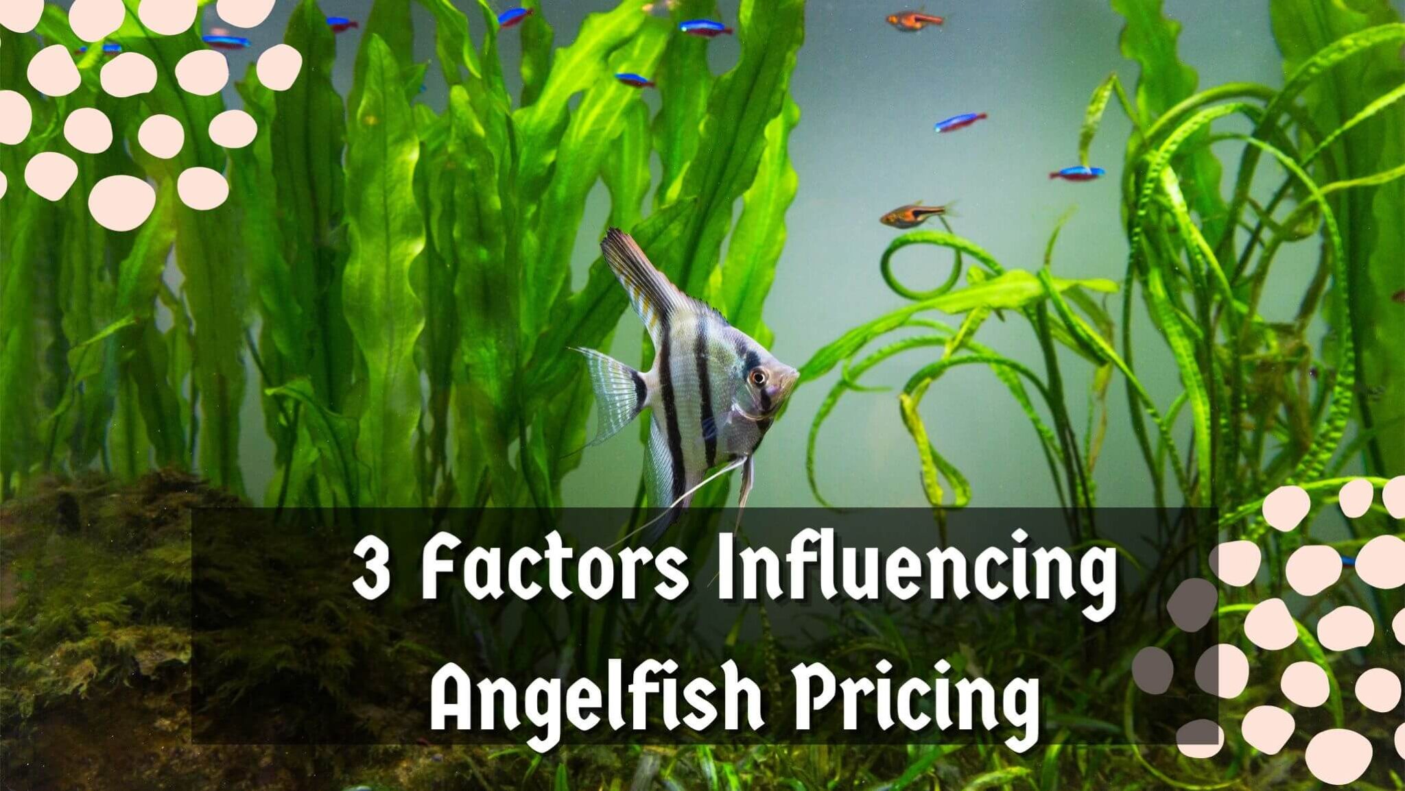 How Much Are Angelfish? 3 Factors (Price Chart) - Aquarium Hack
