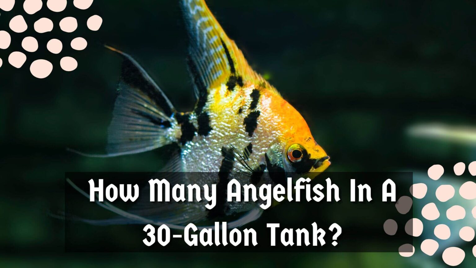 How Many Angelfish in a 30-Gallon Tank? - Aquarium Hack
