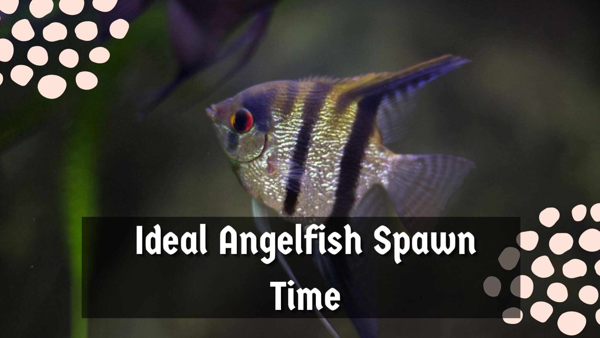 Angelfish Spawn Time - Aquarium Hack
