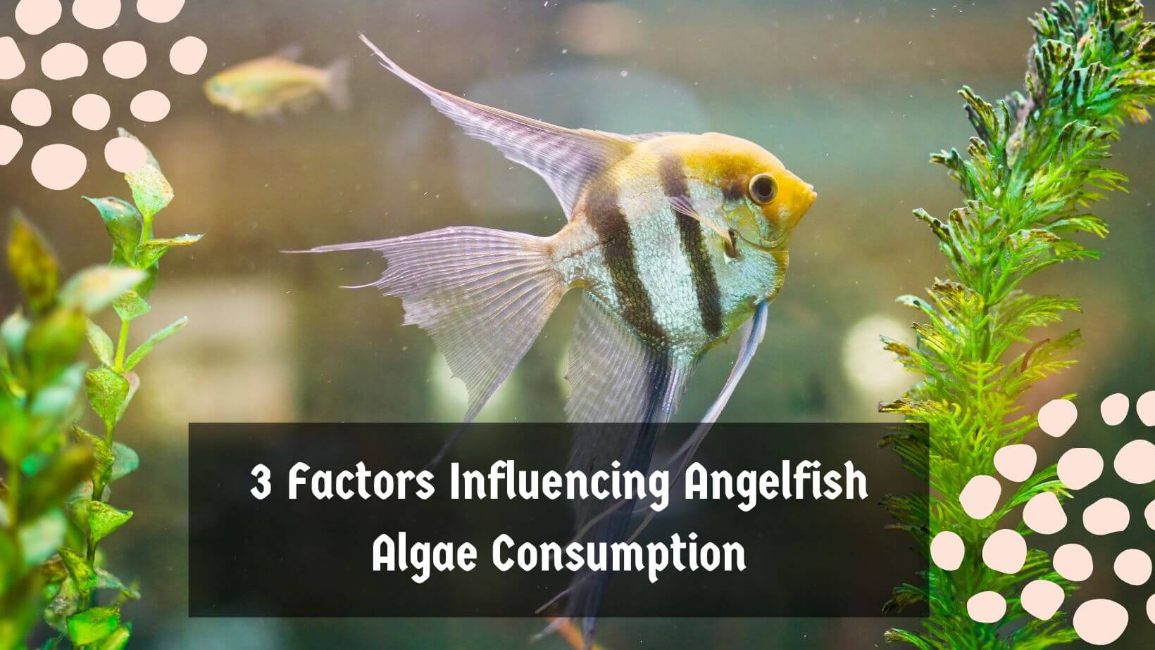 Do Angelfish Eat Algae? 3 Factors - Aquarium Hack