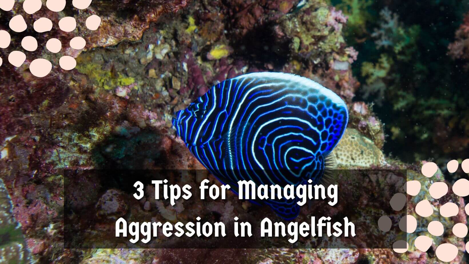 Are Angelfish Aggressive? - Aquarium Hack