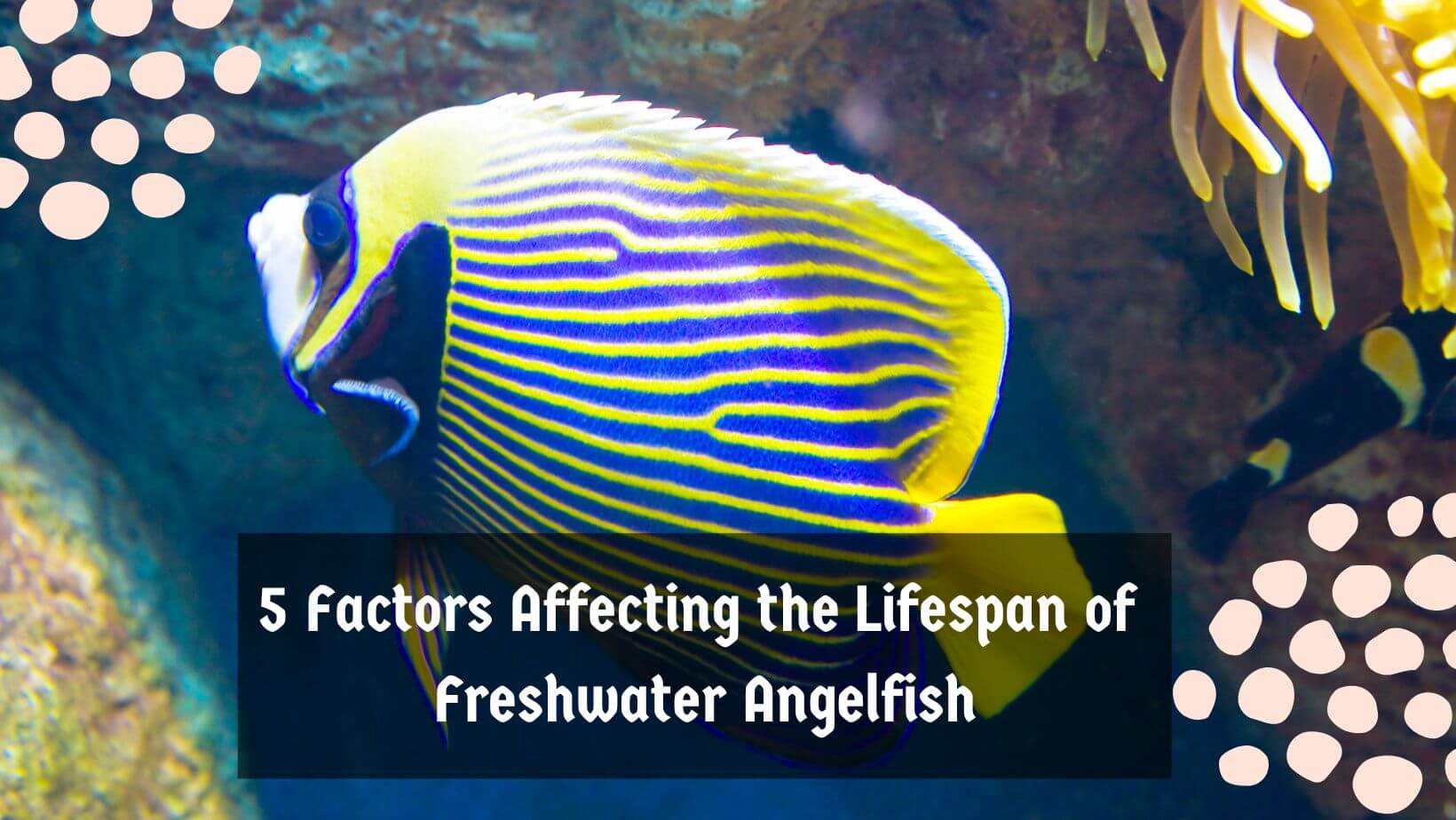 How Long Do Freshwater Angelfish Live? - Aquarium Hack