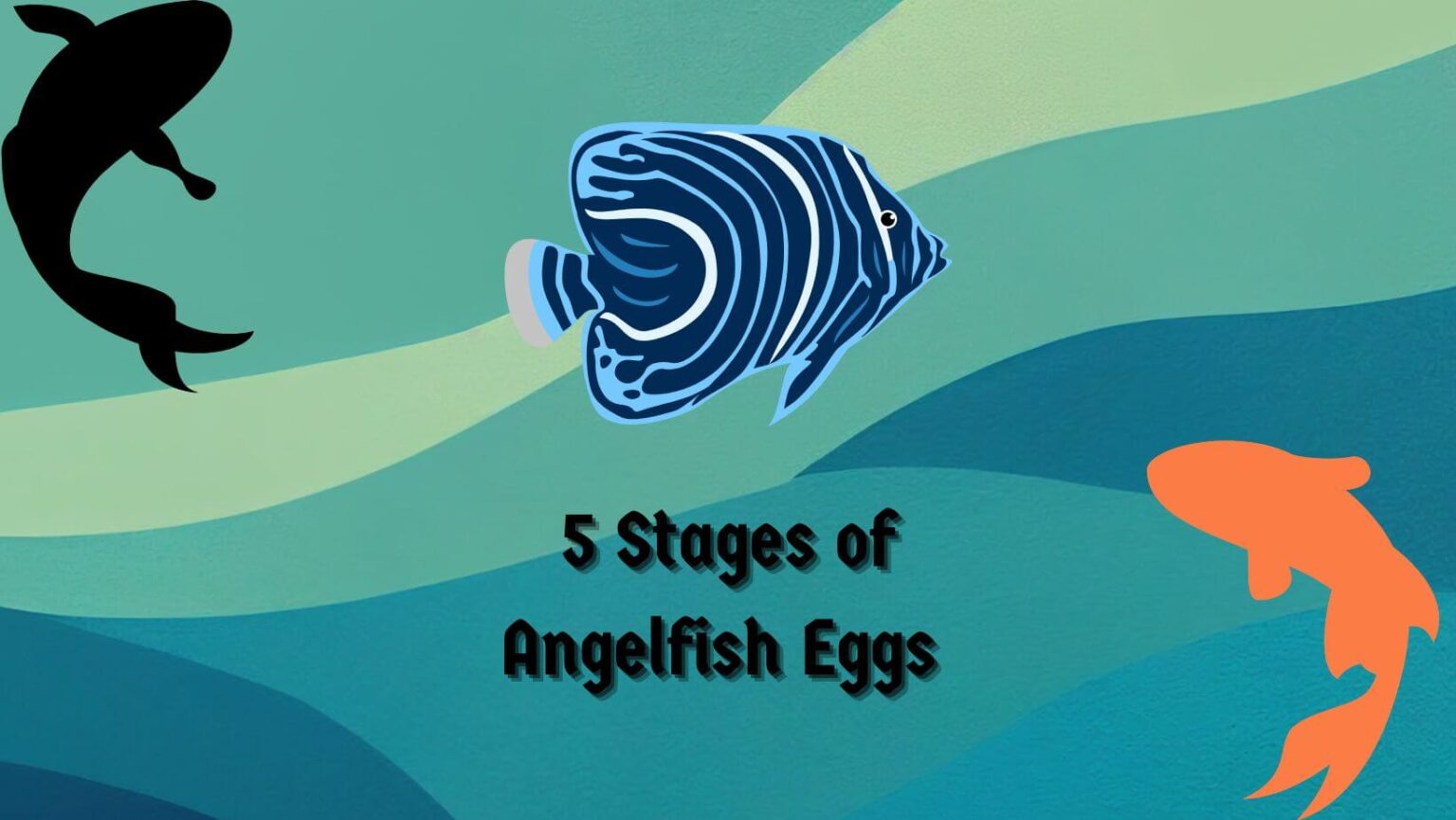 5 Stages of Angelfish Eggs - Aquarium Hack