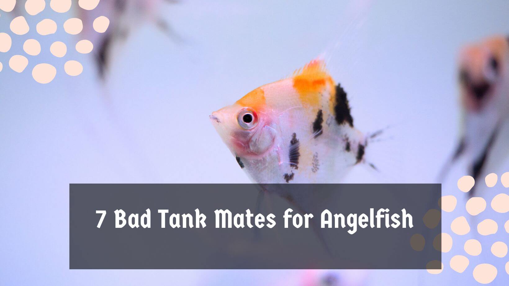 7 Bad Tank Mates for Angelfish - Aquarium Hack