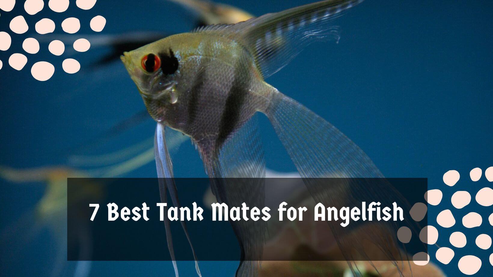 7 Best Tank Mates for Angelfish - Aquarium Hack