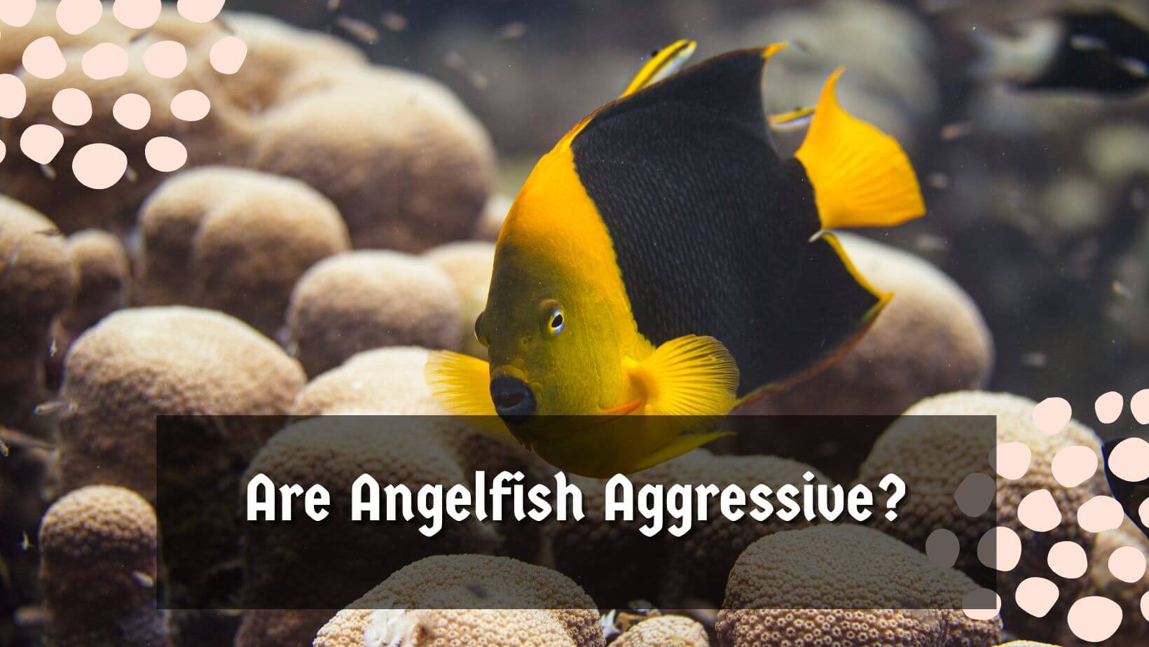Are Angelfish Aggressive? - Aquarium Hack