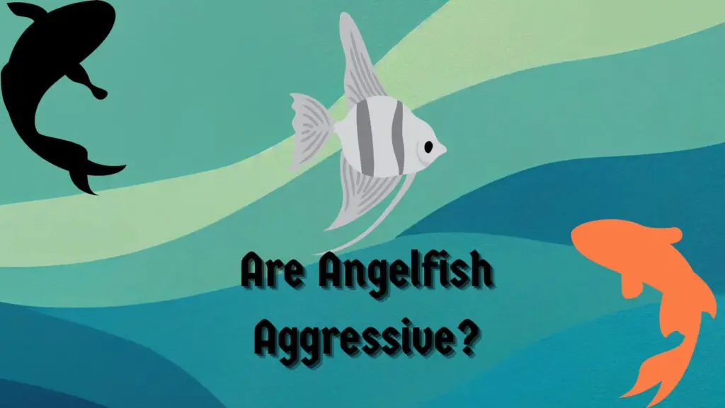 Are Angelfish Aggressive? - Aquarium Hack