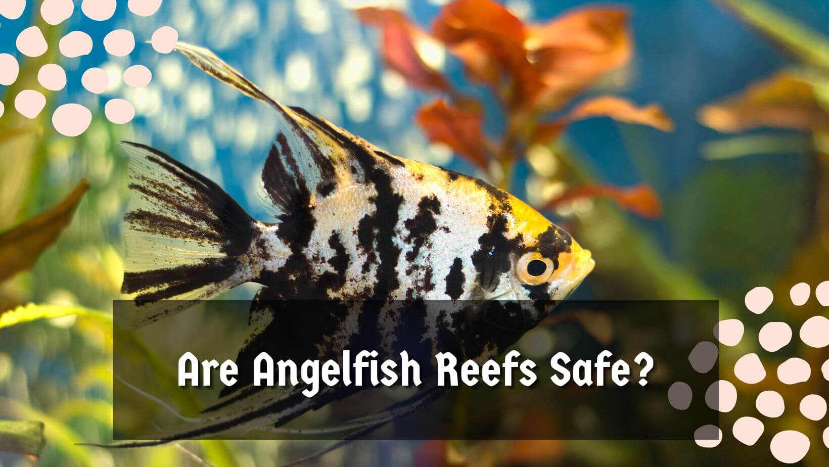 Are Angelfish Reef Safe? - Aquarium Hack