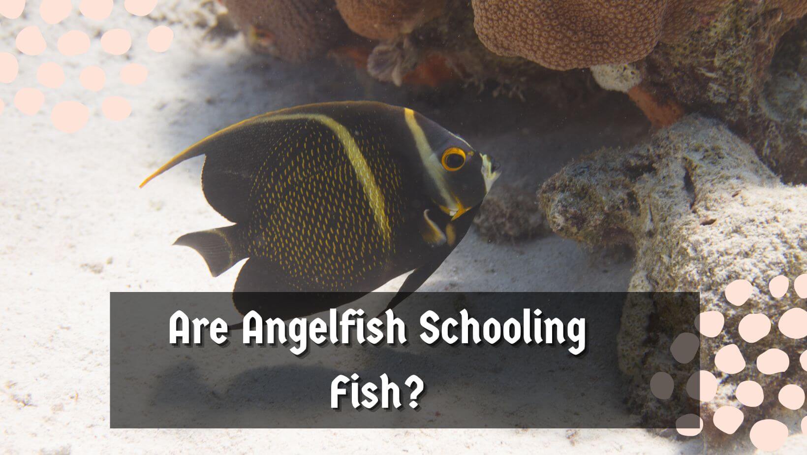 Are Angelfish Schooling Fish? 3 Reasons Why - Aquarium Hack