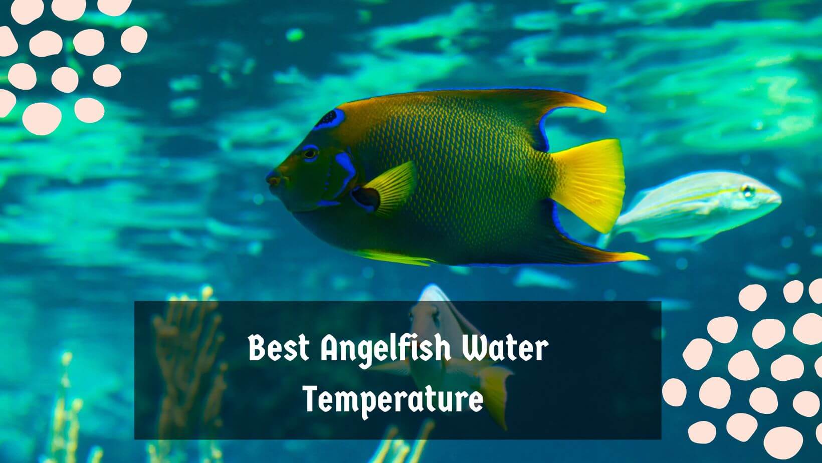 Best Angelfish Water Temperature: 3 Tips - Aquarium Hack