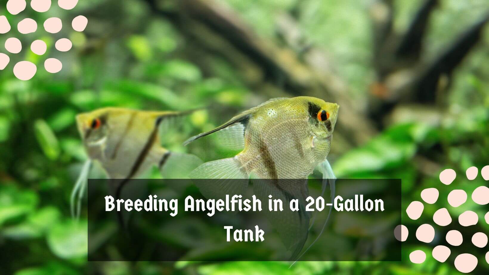 How Many Angelfish in a 20-Gallon Tank - Aquarium Hack