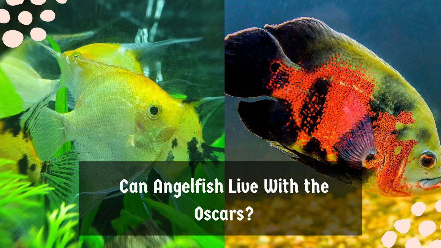 Can Angelfish Live With Oscars? 3 Challenge - Aquarium Hack