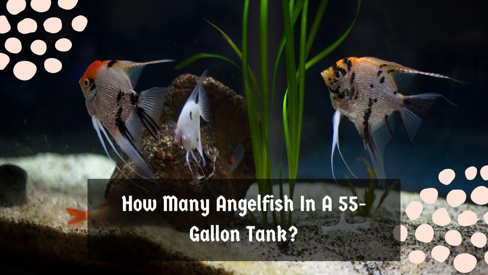 How Many Angelfish in A 55-Gallon Tank? - Aquarium Hack