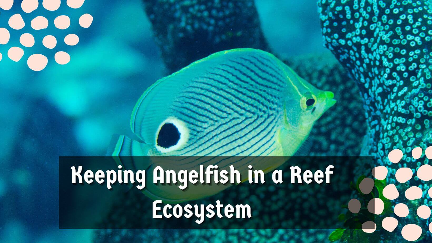 Are Angelfish Reef Safe? - Aquarium Hack