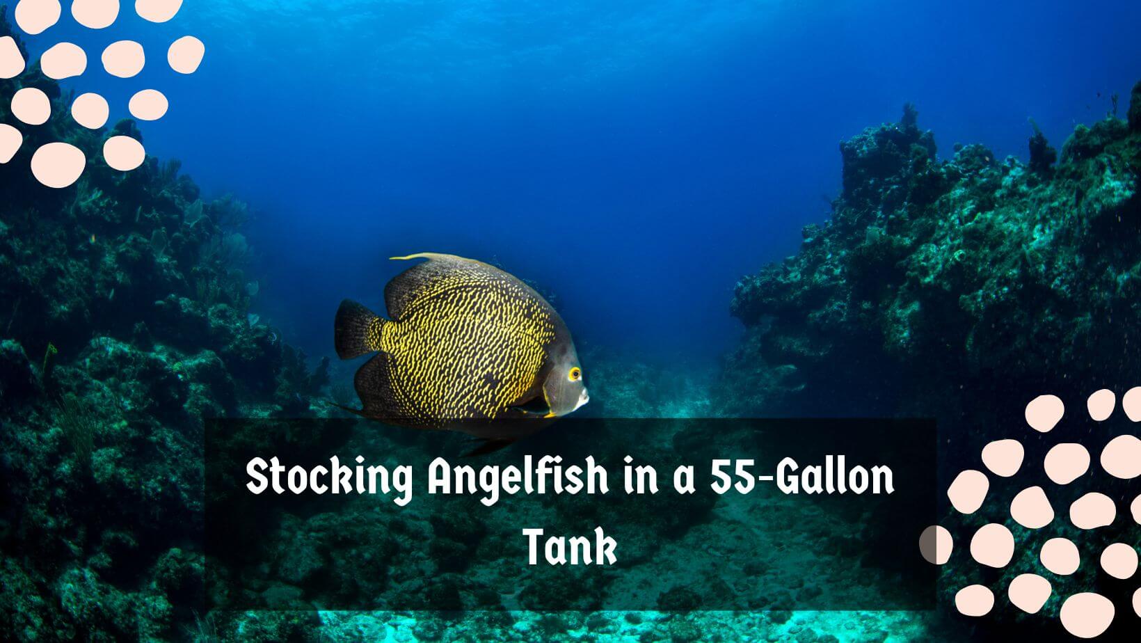 How Many Angelfish in A 55-Gallon Tank? - Aquarium Hack