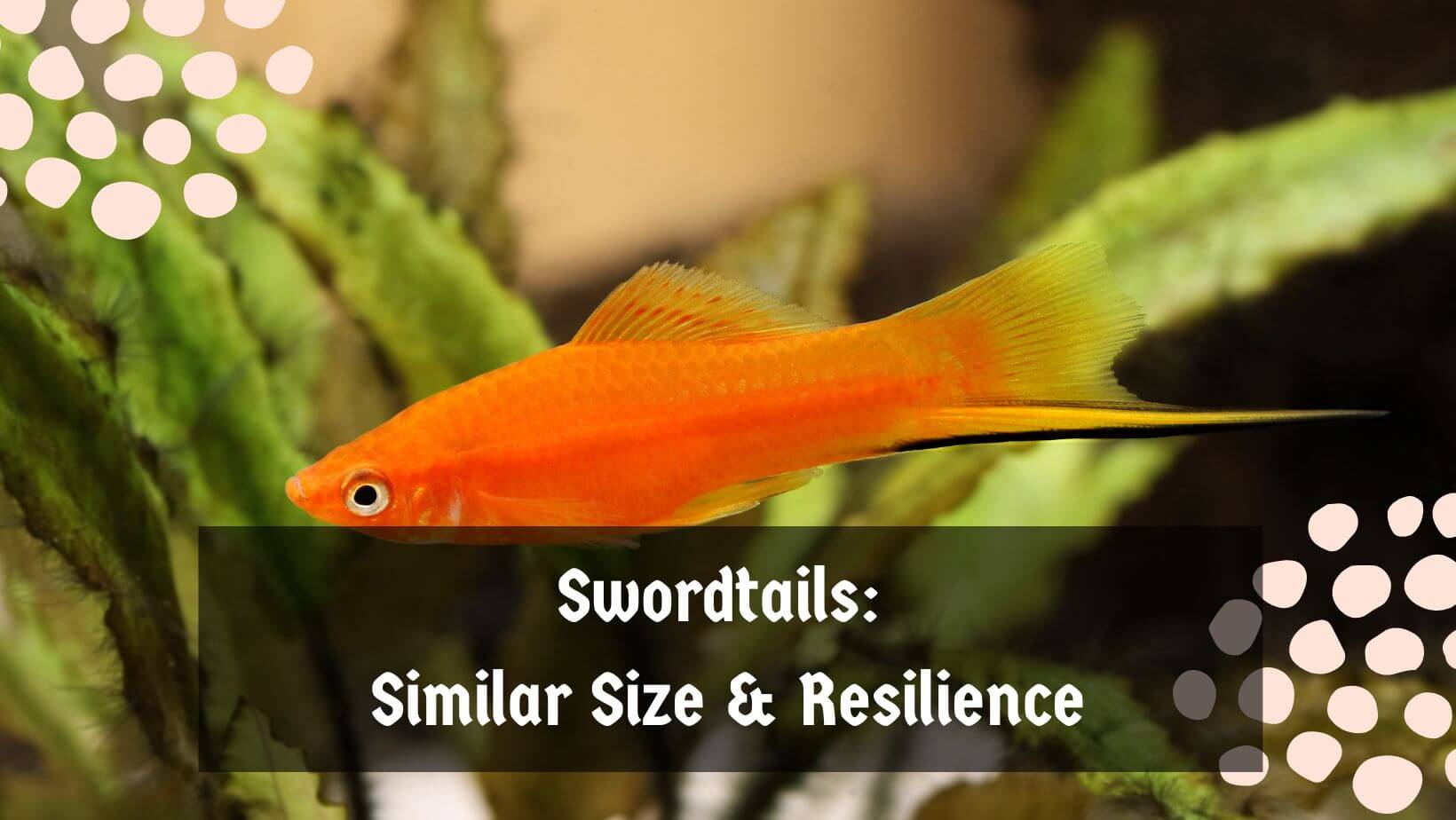 7 Best Tank Mates for Angelfish - Aquarium Hack