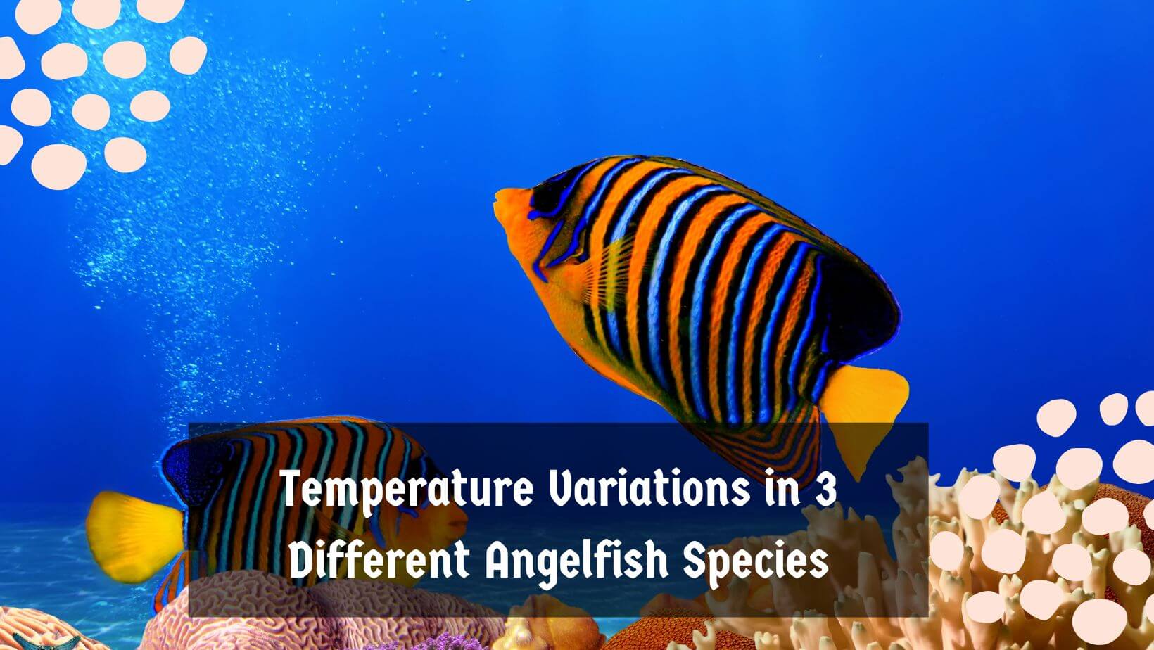 Best Angelfish Water Temperature: 3 Tips - Aquarium Hack