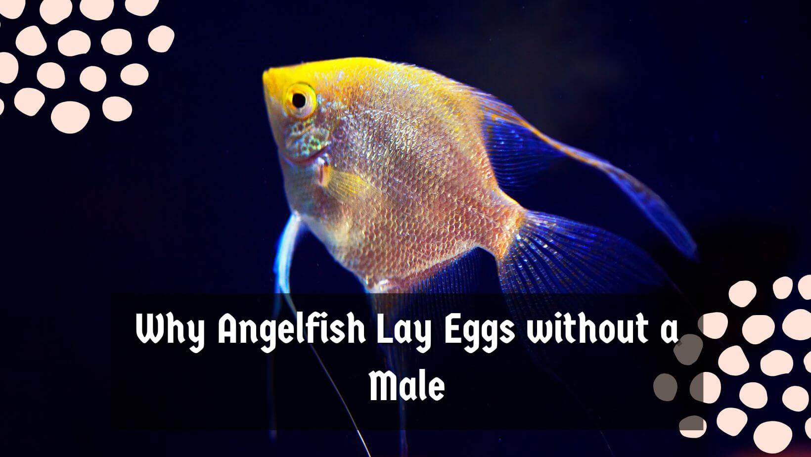 Angelfish Laying Eggs Without a Male: 3 Reasons Why - Aquarium Hack